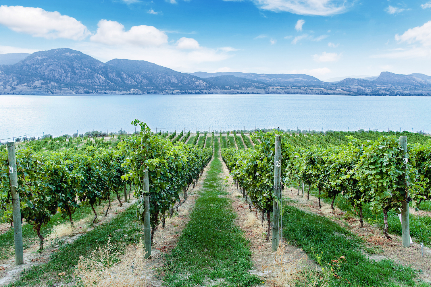 Bench 1775 Winery - Visit Penticton