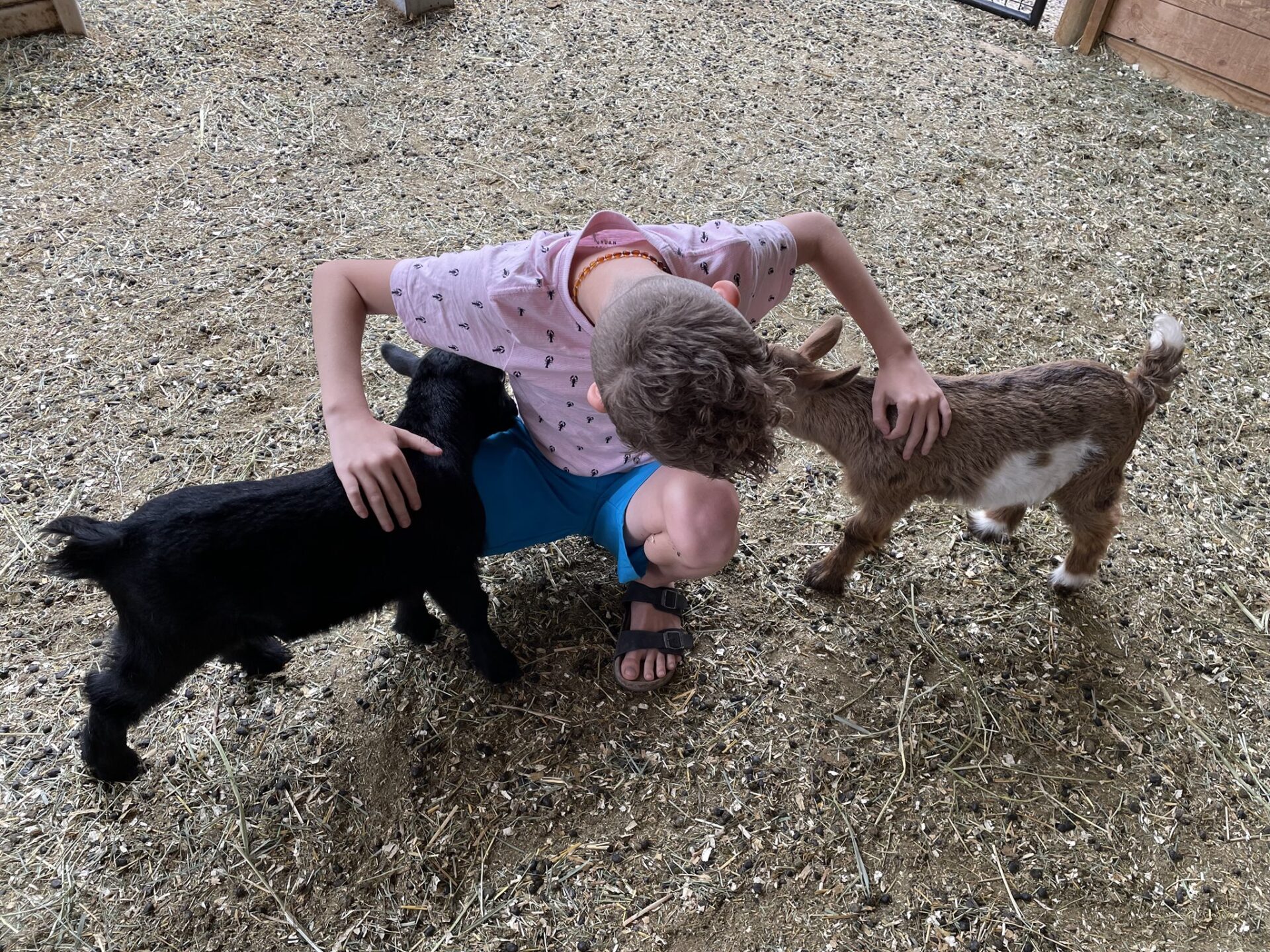 GottaGoat Farm - Visit Penticton