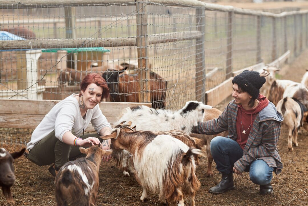 GottaGoat Farm - Visit Penticton