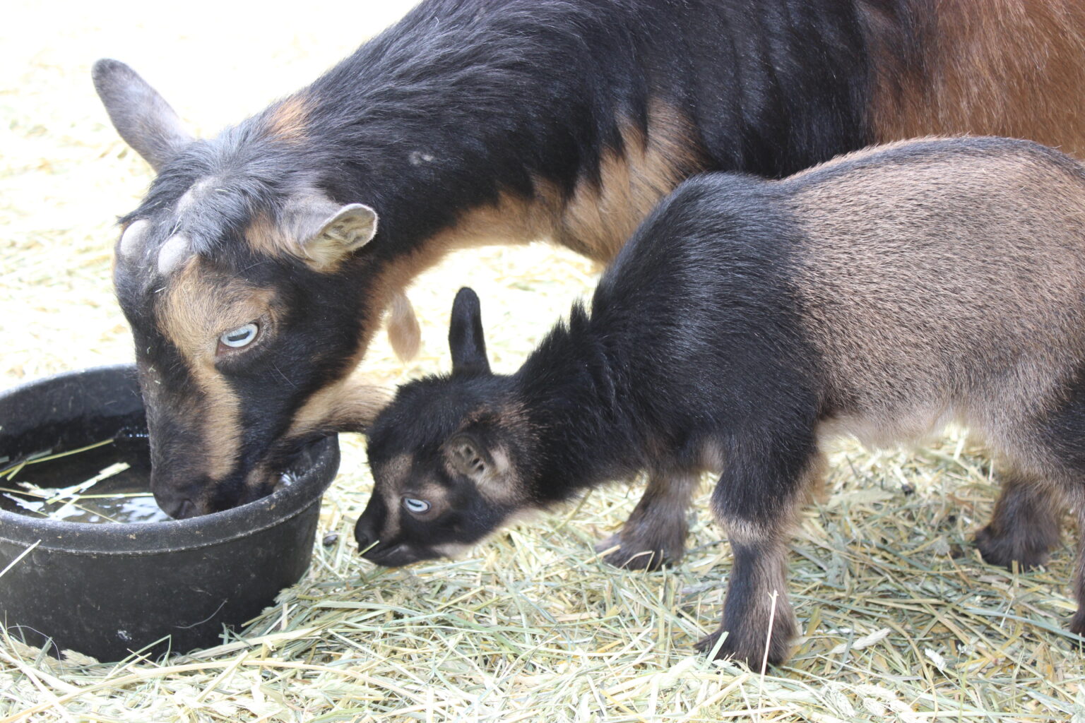 GottaGoat Farm - Visit Penticton