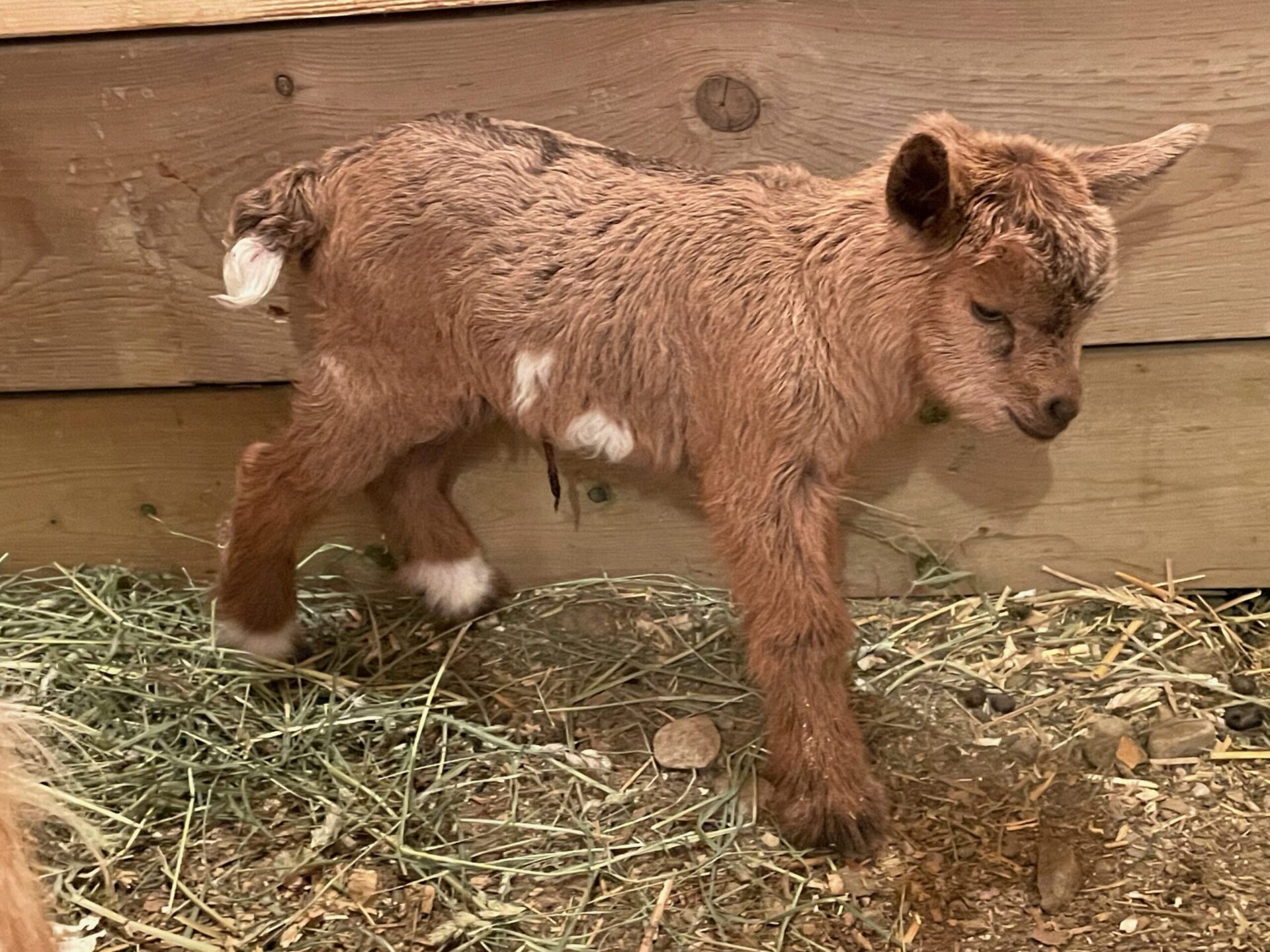 GottaGoat Farm - Visit Penticton