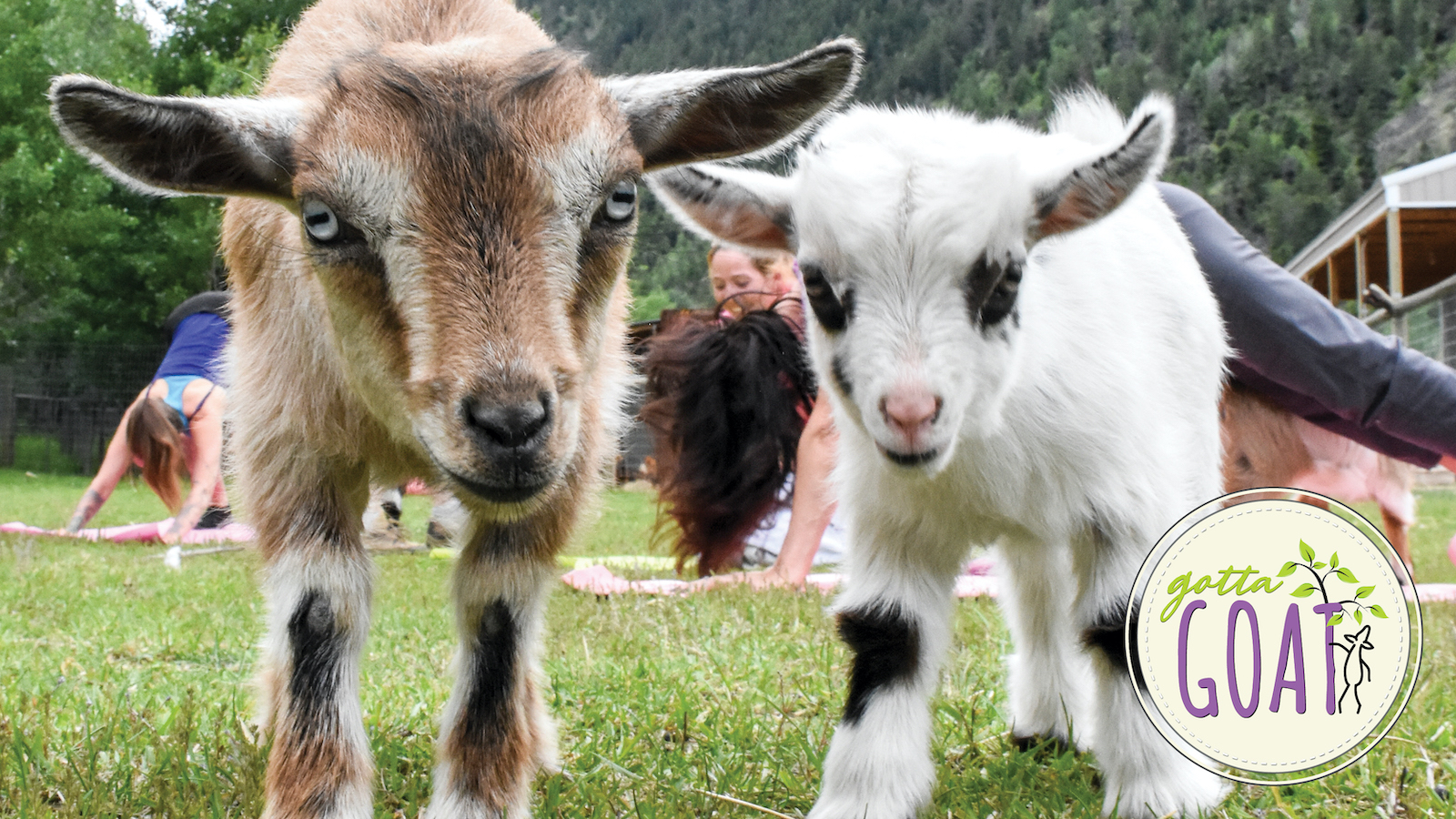Goat Yoga (GOGA) at Gotta Goat Farm - Visit Penticton