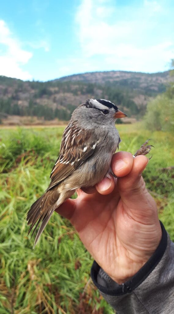 OSCA Annual Bird Migration Open House at the Vaseaux Lake Migratory Bird Centre - Visit Penticton